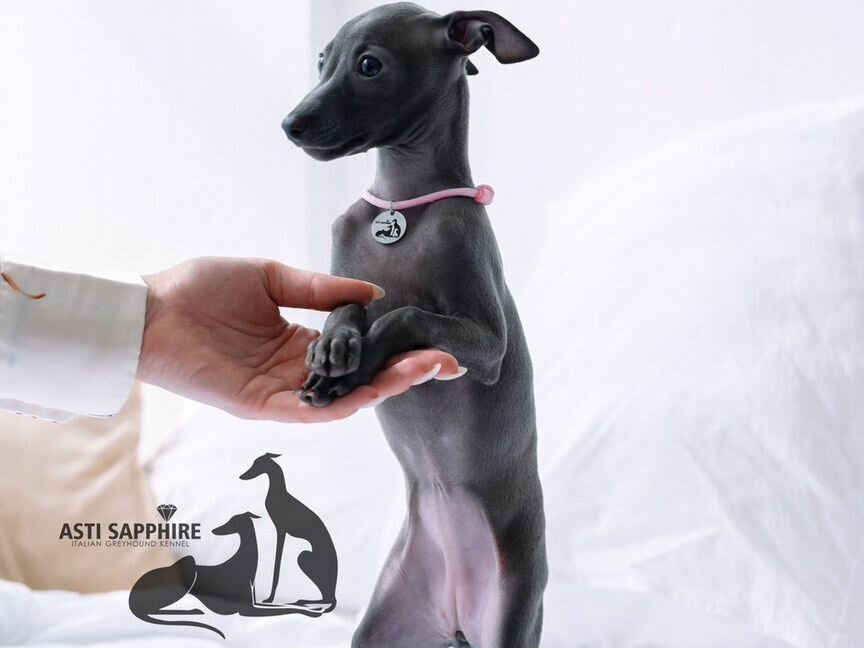 Девочка Малинка