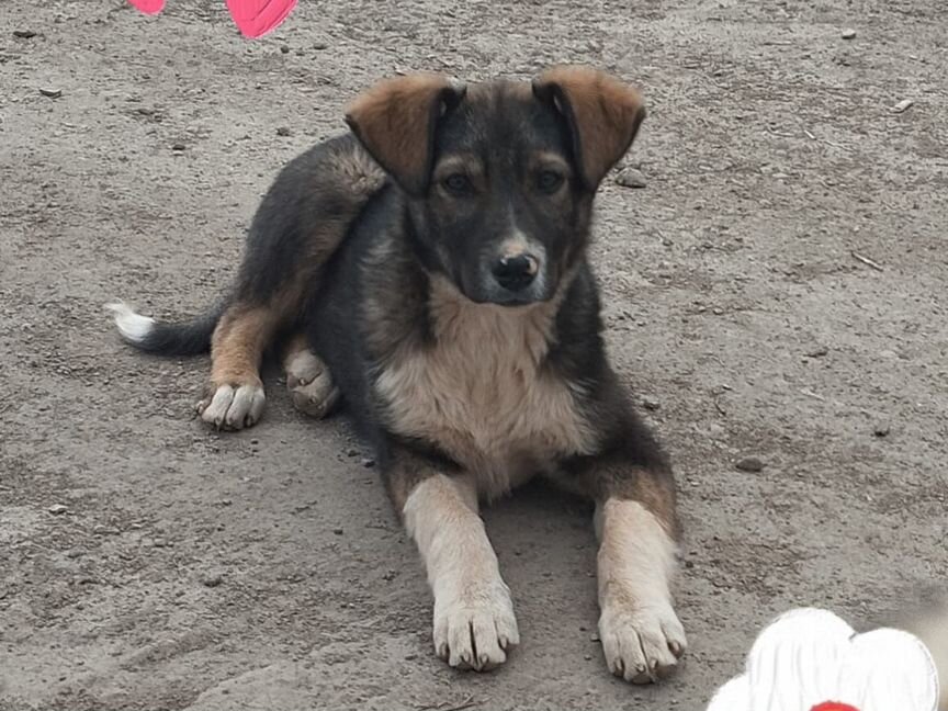 Умный щенок в добрые руки