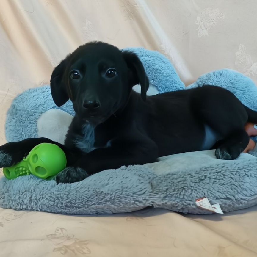 Щенок в добрые руки