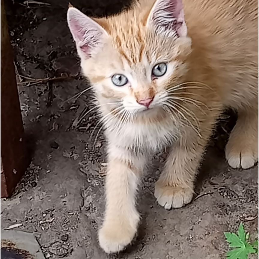 Котёнок в добрые руки