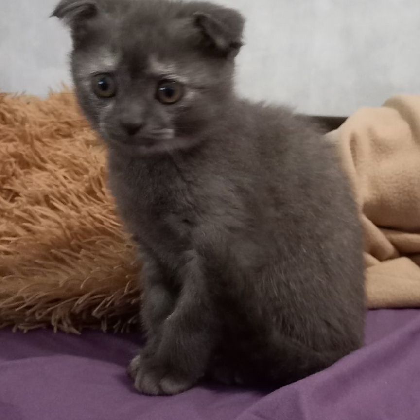 Котята в добрые руки бесплатно