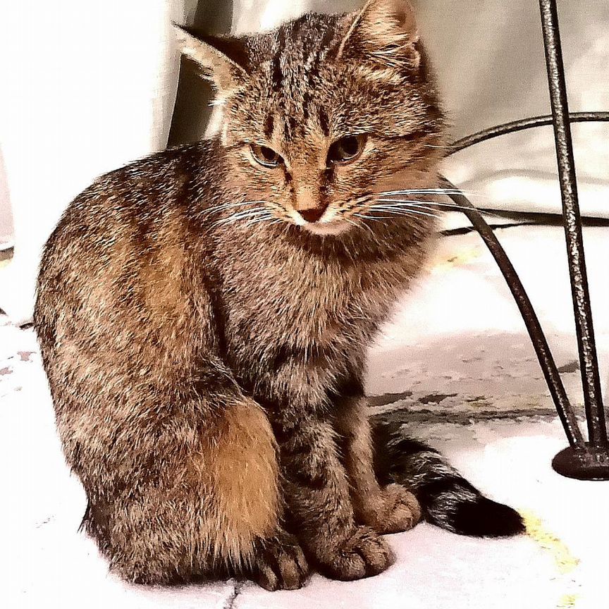 Бездомная Кошечка бесплатно