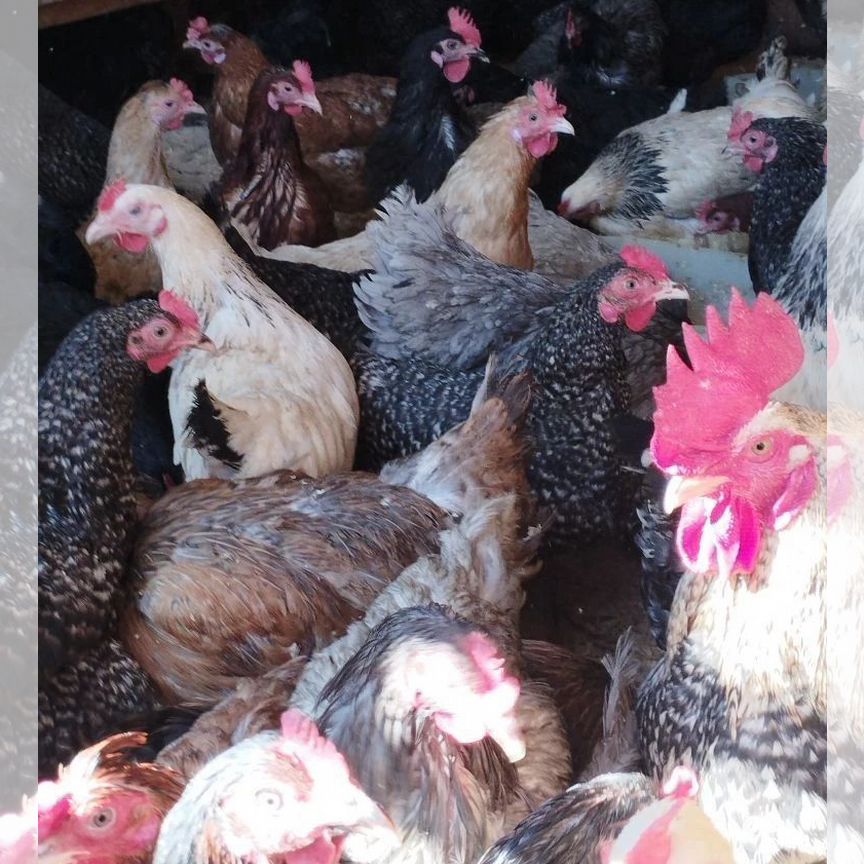 Куры-молодки несушки продам