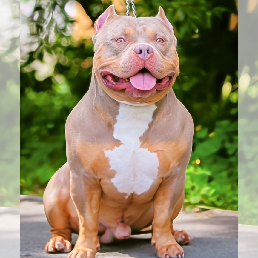 Американский булли, взрослый пёс