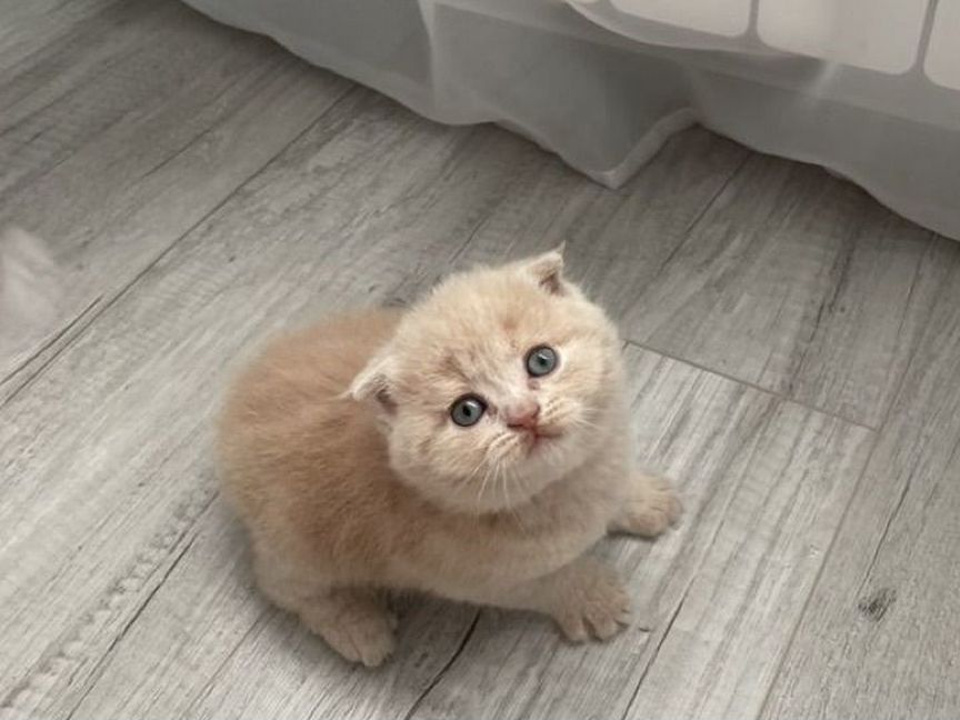 Шотладские котята