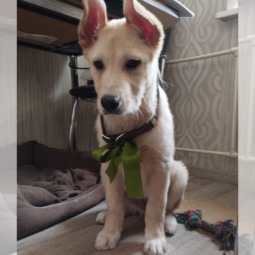 Щенок в добрые руки