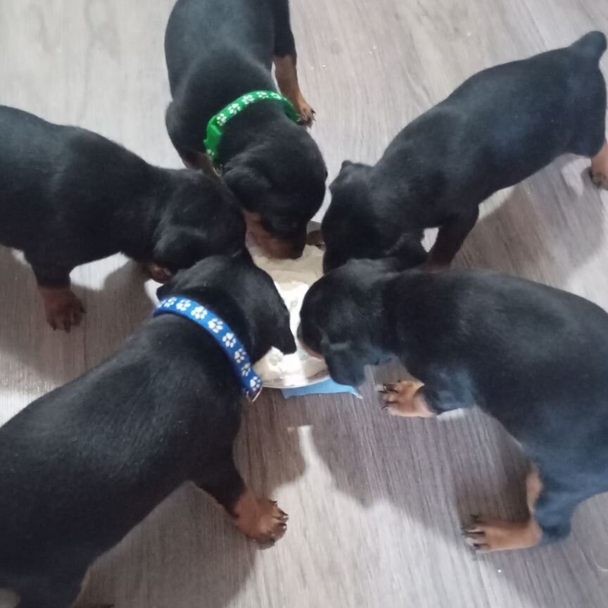 Цвергпинчер, щенок