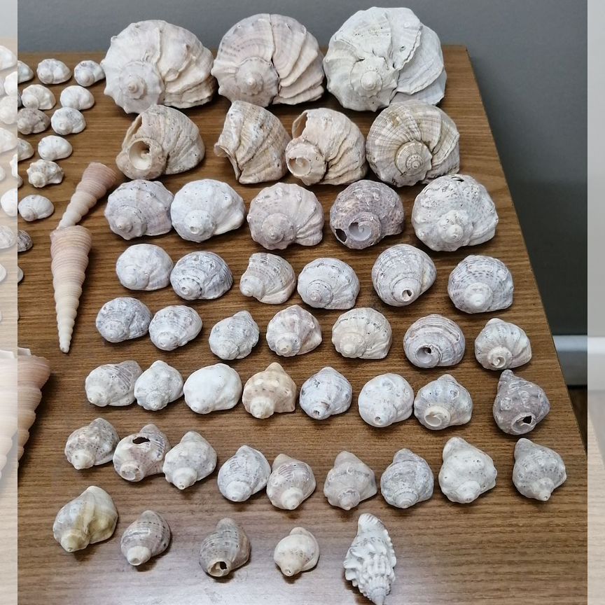 Ракушки для аквариума