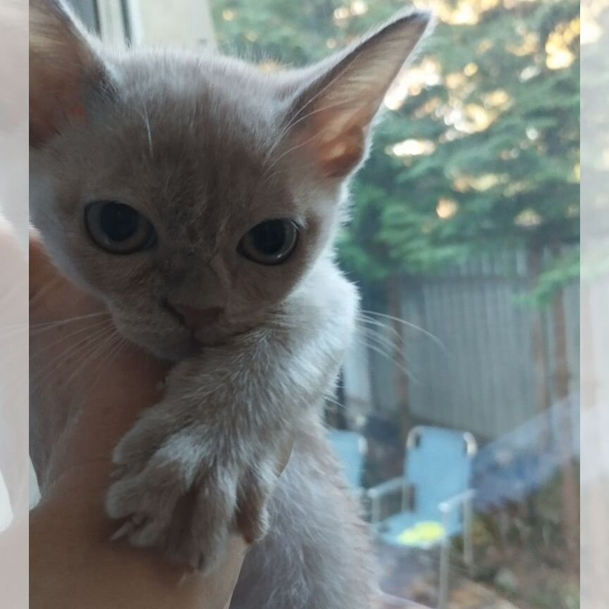 Бурманская кошечка лиловая