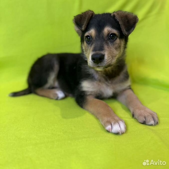 Щенок Тоша в добрые руки