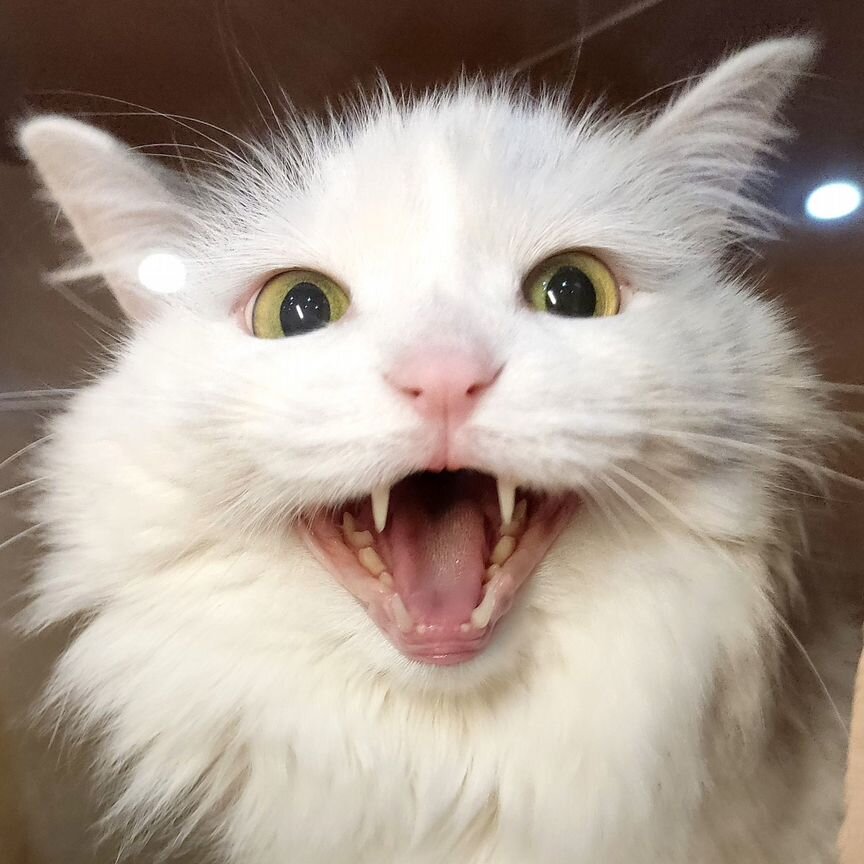 Взрослая, кошка в добрые руки