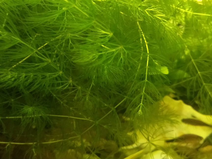 Трава для аквариума Роголистник