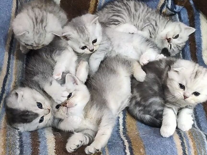 Котята