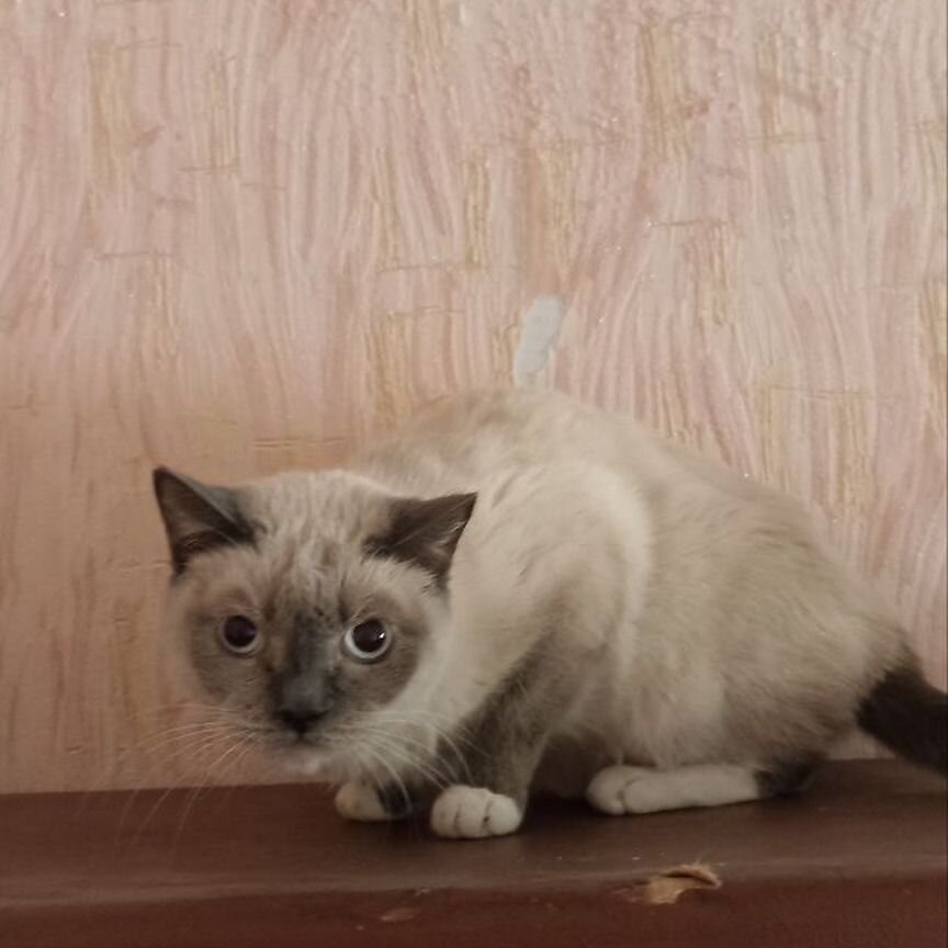 Отдам в добрые руки кошку, стерилизована