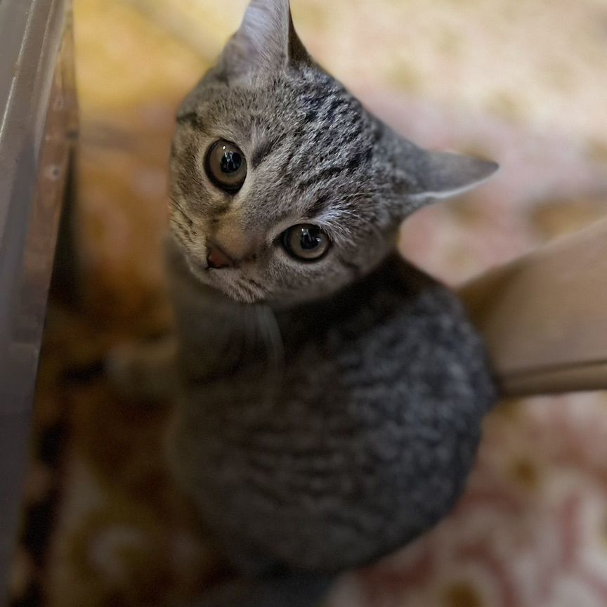Котенок