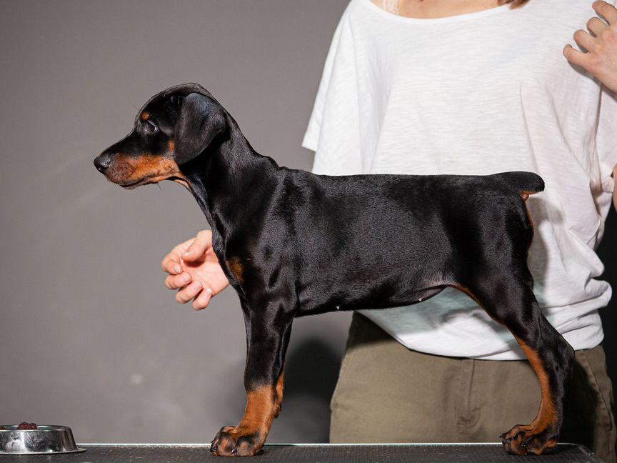 Доберман девочка щенок