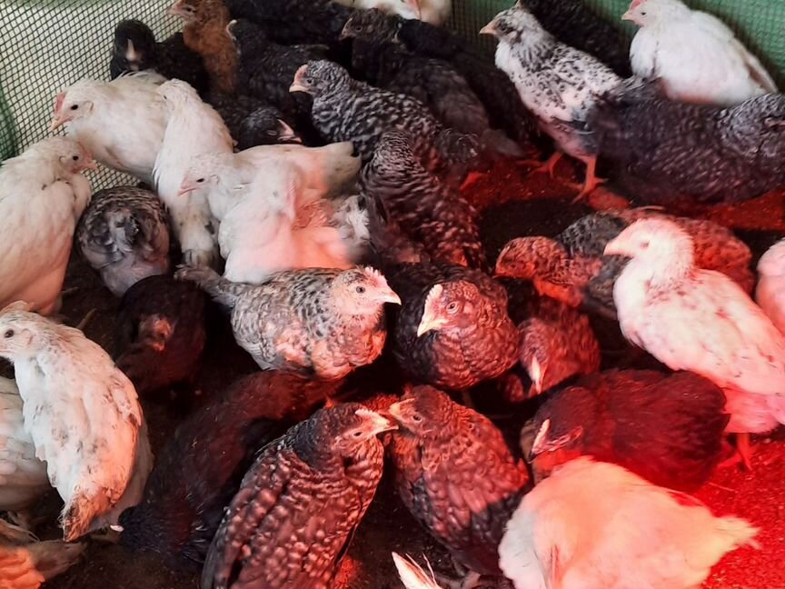 Цыплята несушки возраст 1 месяц