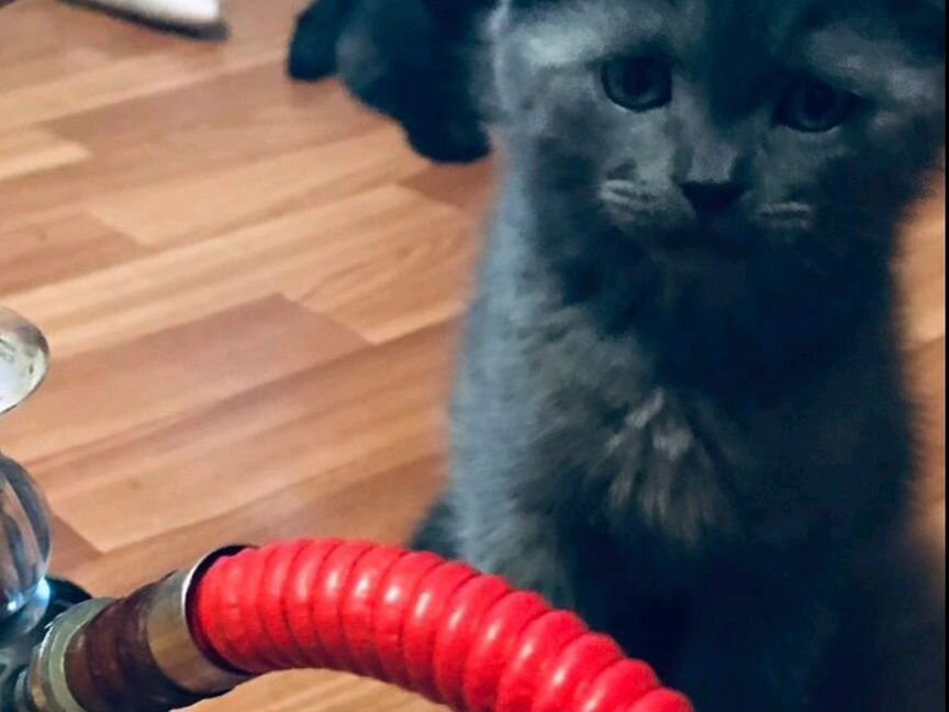 Британские котята вислоухий