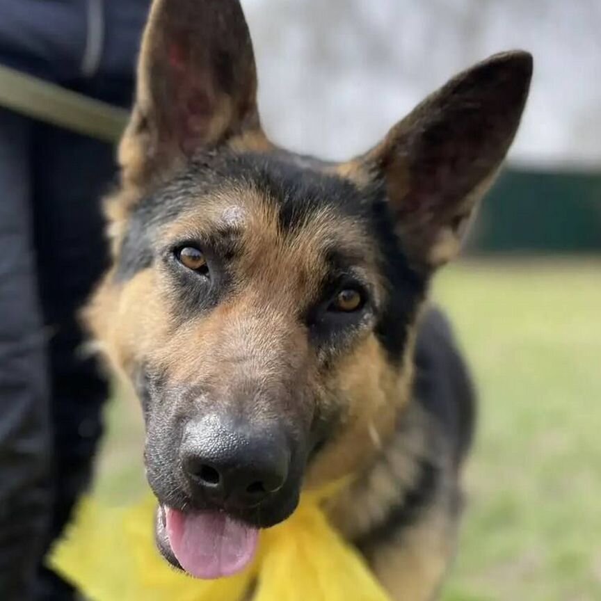 Взрослый пёс в добрые руки