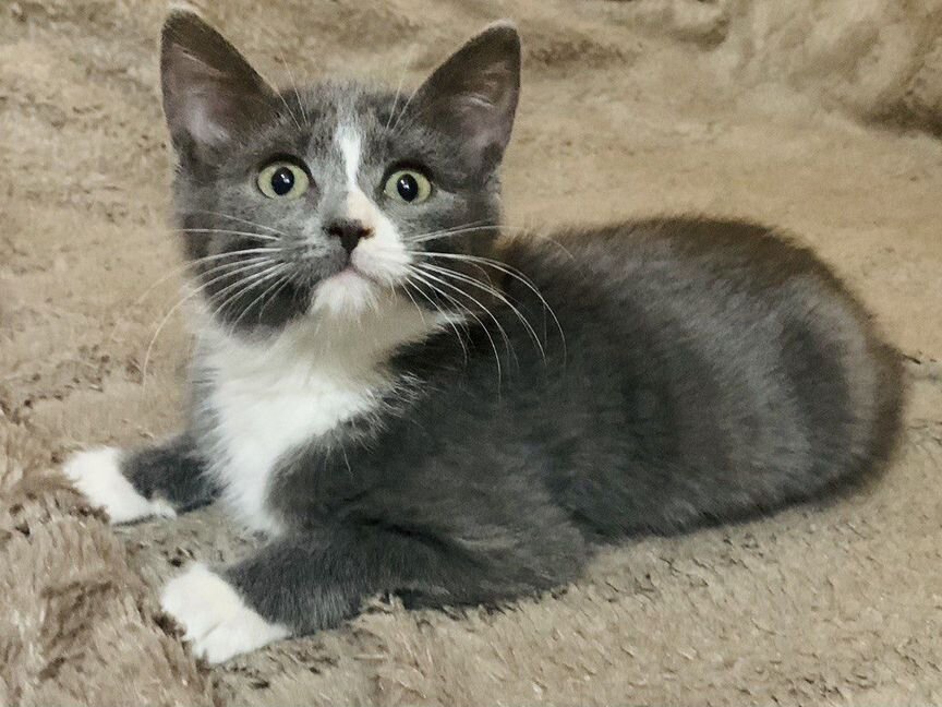 Дымка в добрые руки