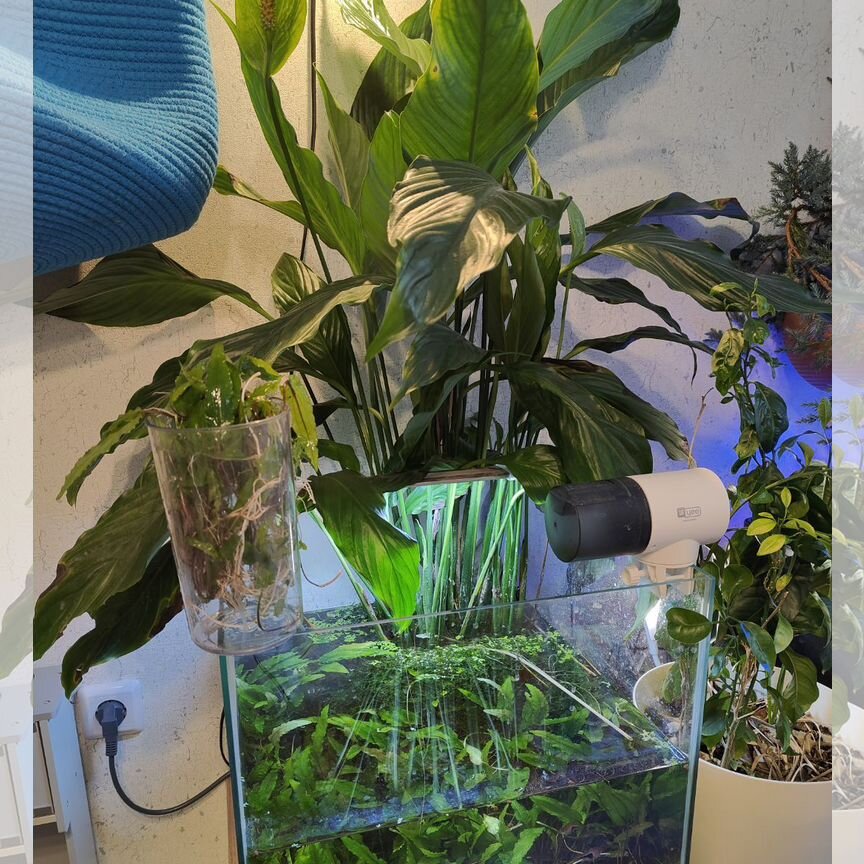 Криптокорина