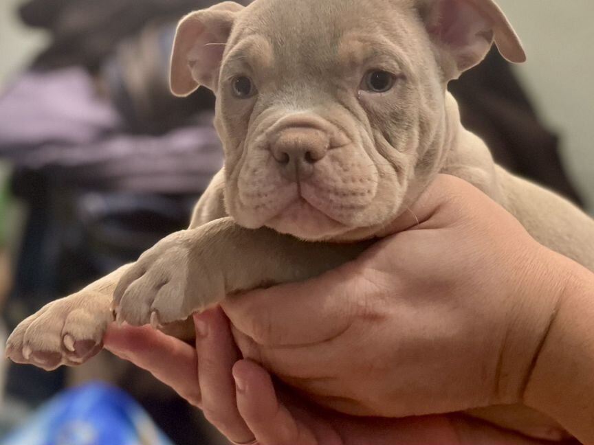 Лиловый триколор ам булли