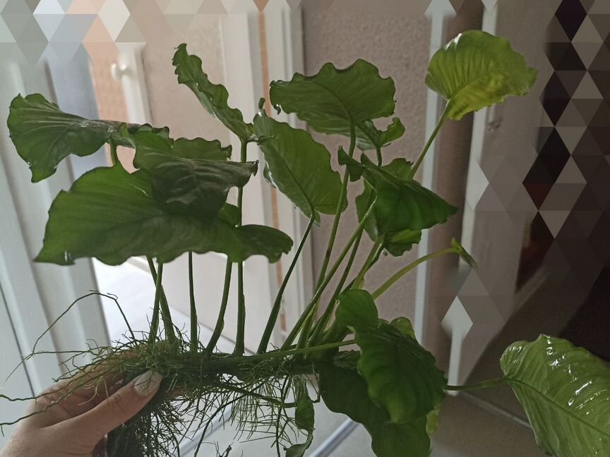 Анубиас большой