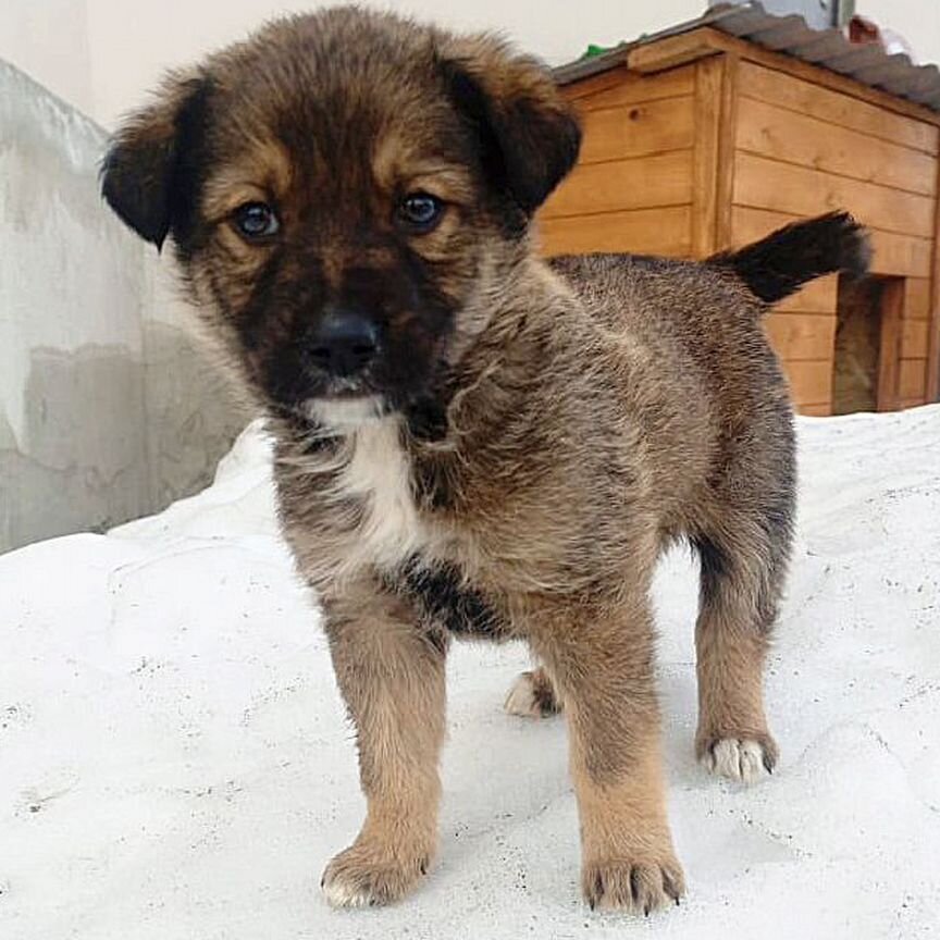 Щенок девочка мальчик 2 месяца