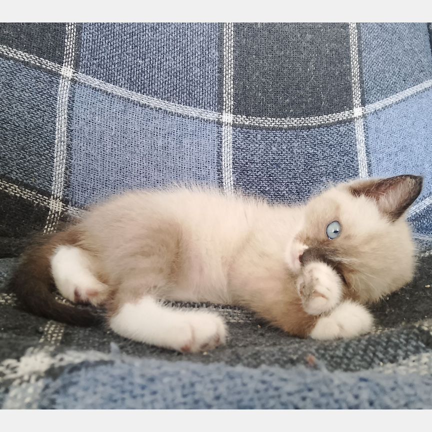 Сиамский котенок