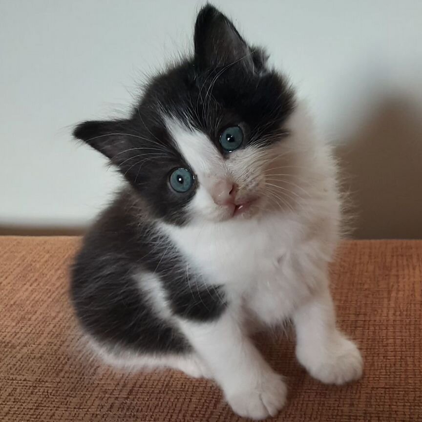 Котёнок