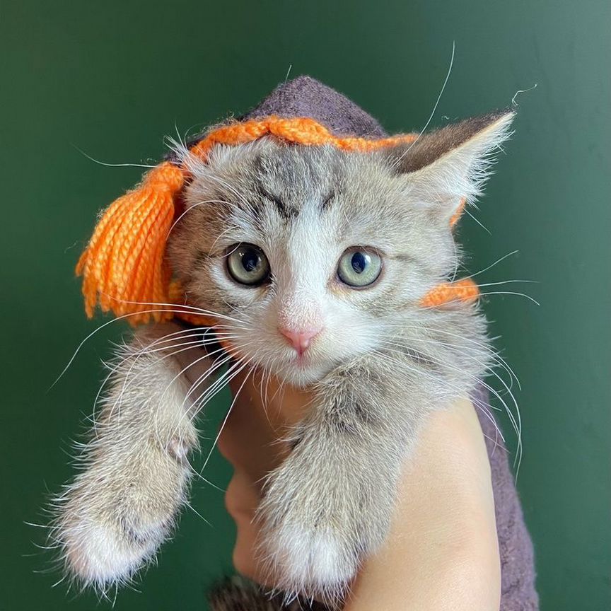 Котенок в добрые руки
