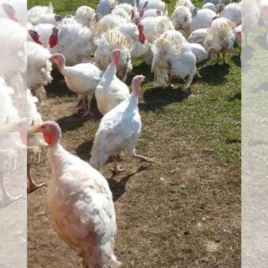 Индюки на мясо