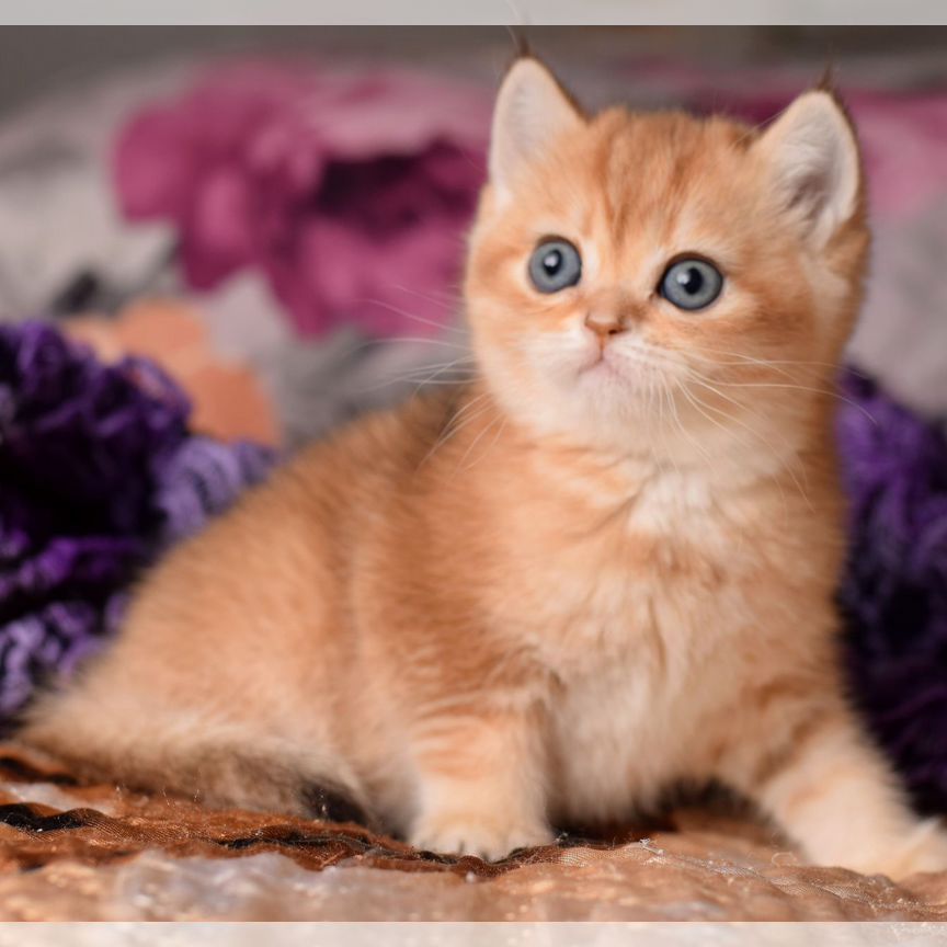 Шотландский прямоухий короткошёрстный котёнок