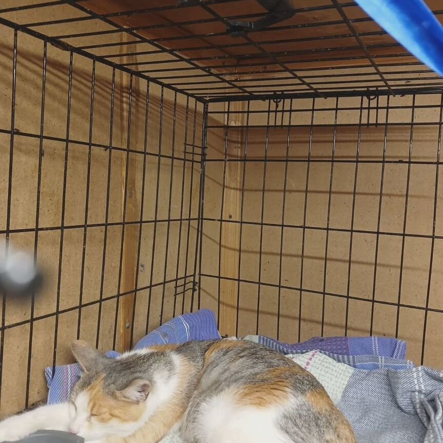 Беляши и скромняшка