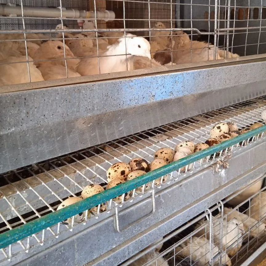 Перепела подрощенные и суточные