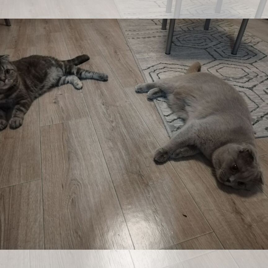 Британская длинношёрстная, взрослая кошка