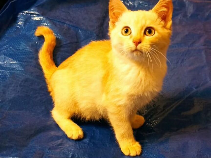 Малыш Беня ищет дом