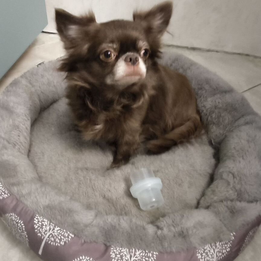 Чихуахуа, взрослая собака