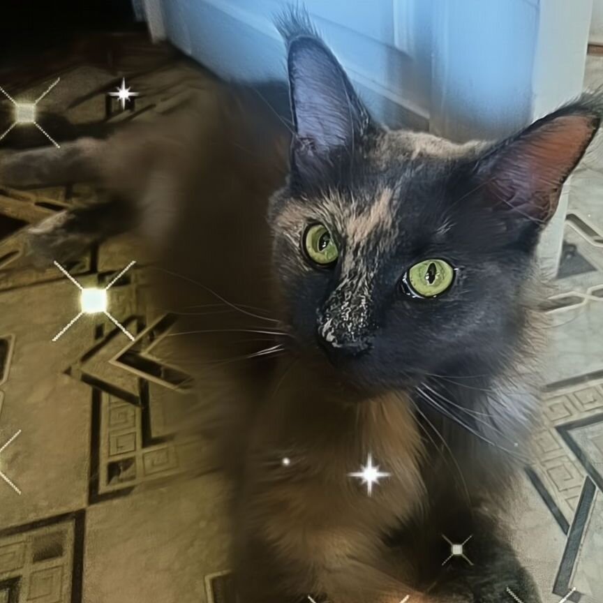 Мейн-кун, взрослая кошка