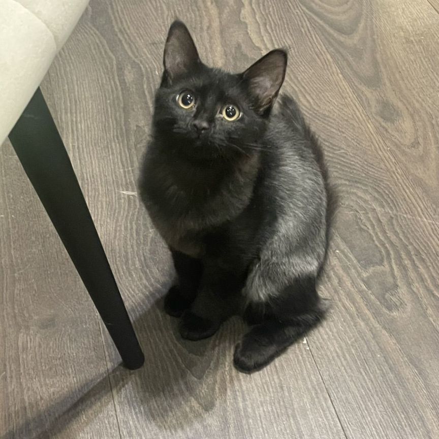 Котенок