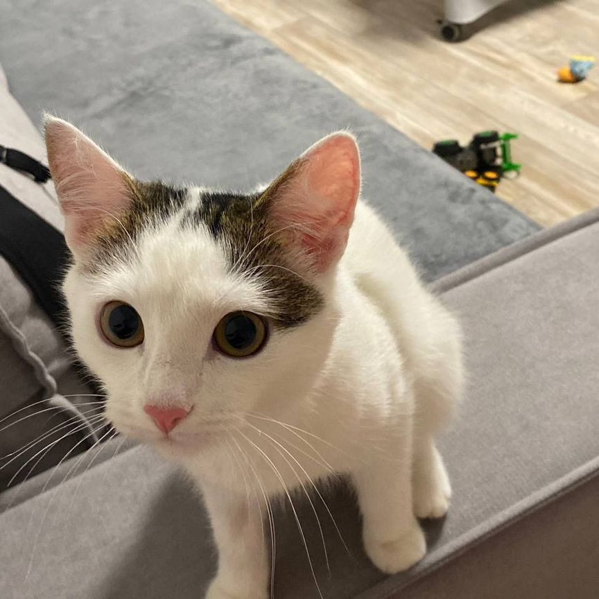 Молодая кошечка в добрые руки