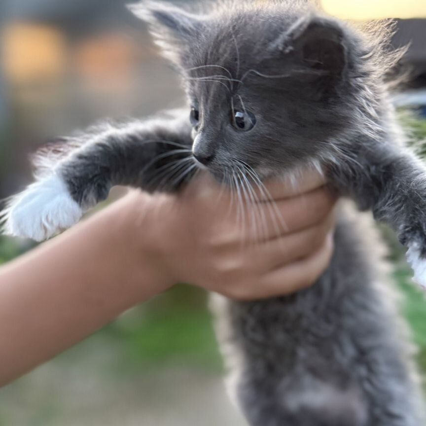 Котята в добрые руки бесплатно