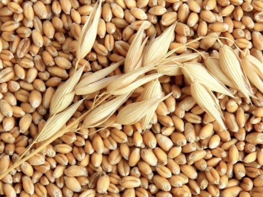 Пщеница на корм