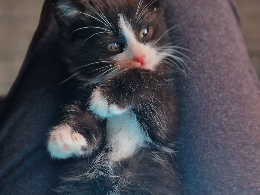 Котенок Ласковый Мишутка