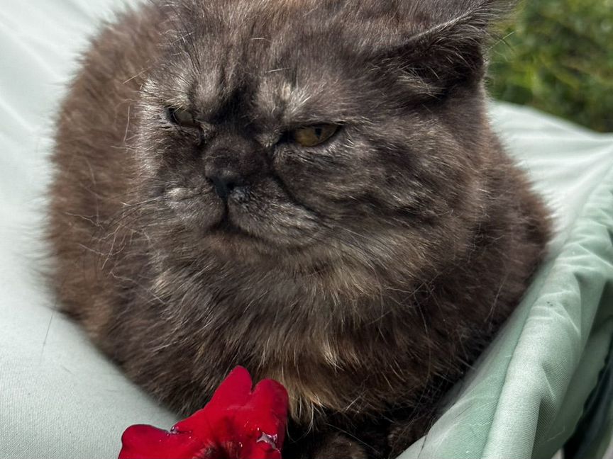 Кошка британская, 6 мес. Черепашка