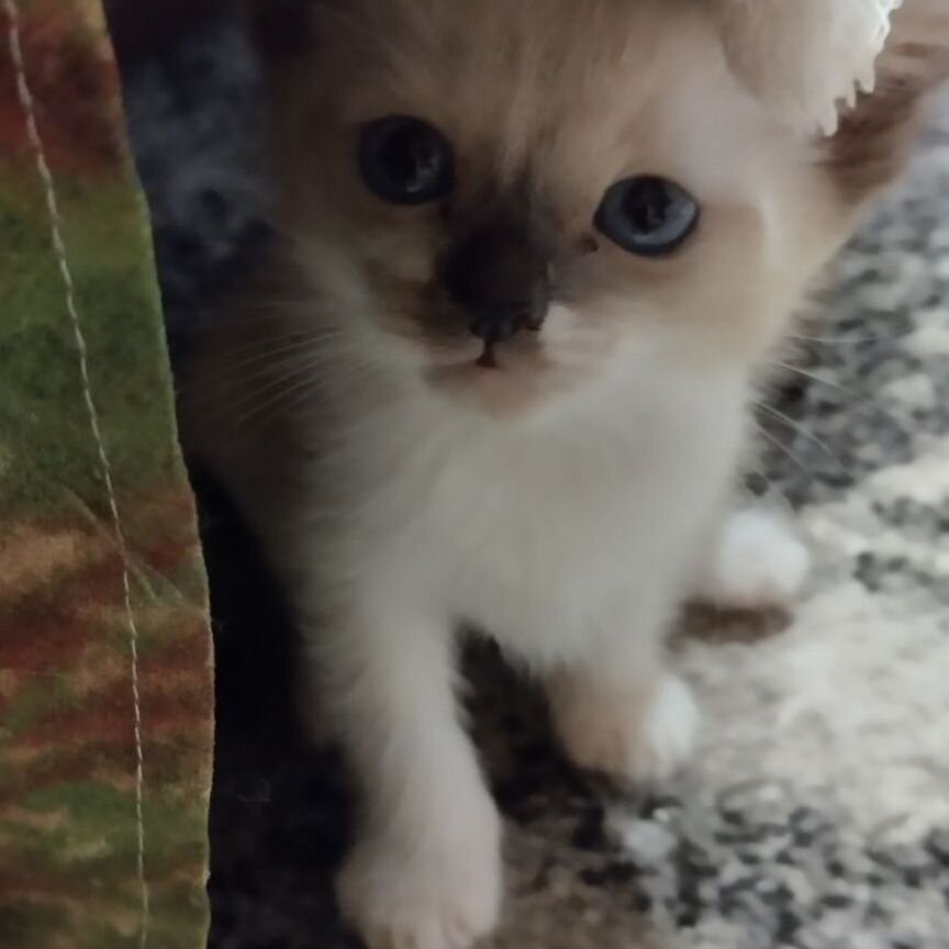 Тайские котята