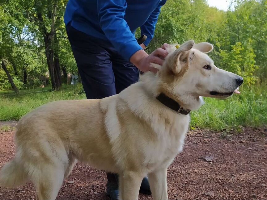Красивый сильный кобель из отлова