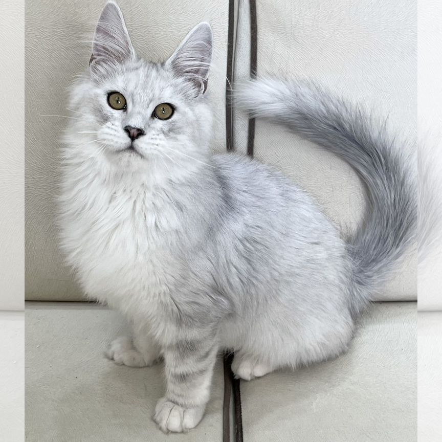 Мейн-кун котёнок