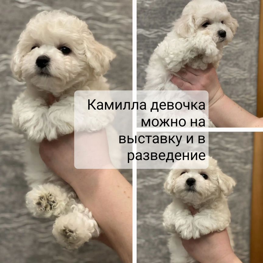 Бишон фризе, щенок