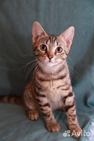 Котенок